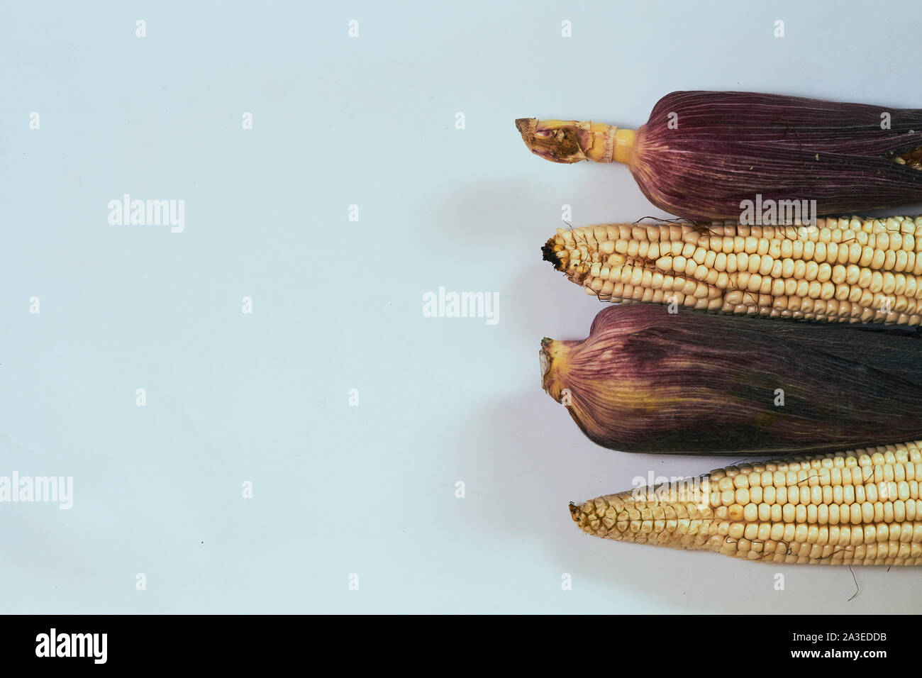 corn with plain background in light color and colored leaves Stock ...