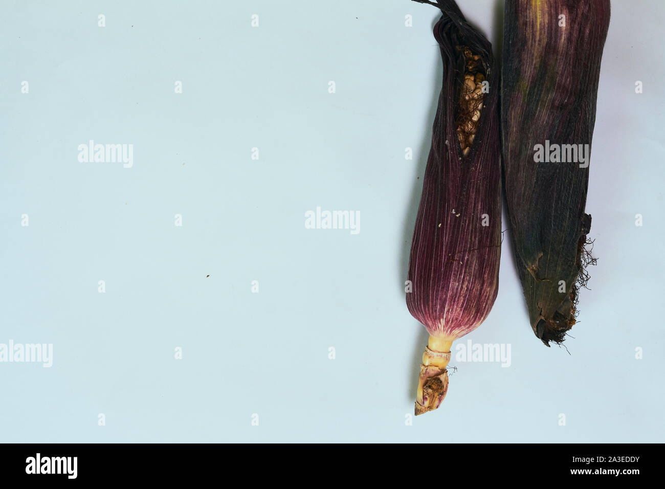 corn with plain background in light color and colored leaves Stock ...
