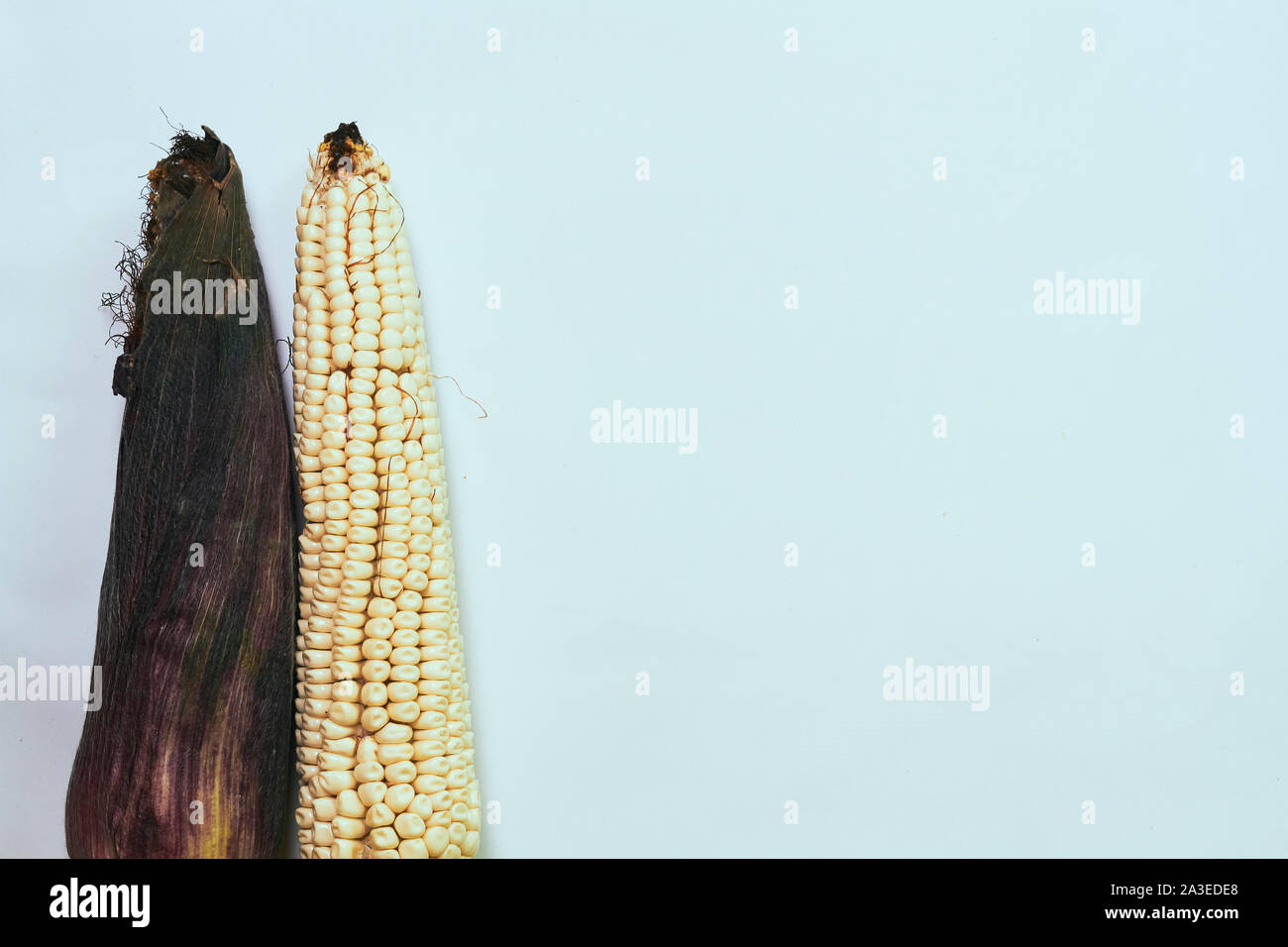 corn with plain background in light color and colored leaves Stock ...