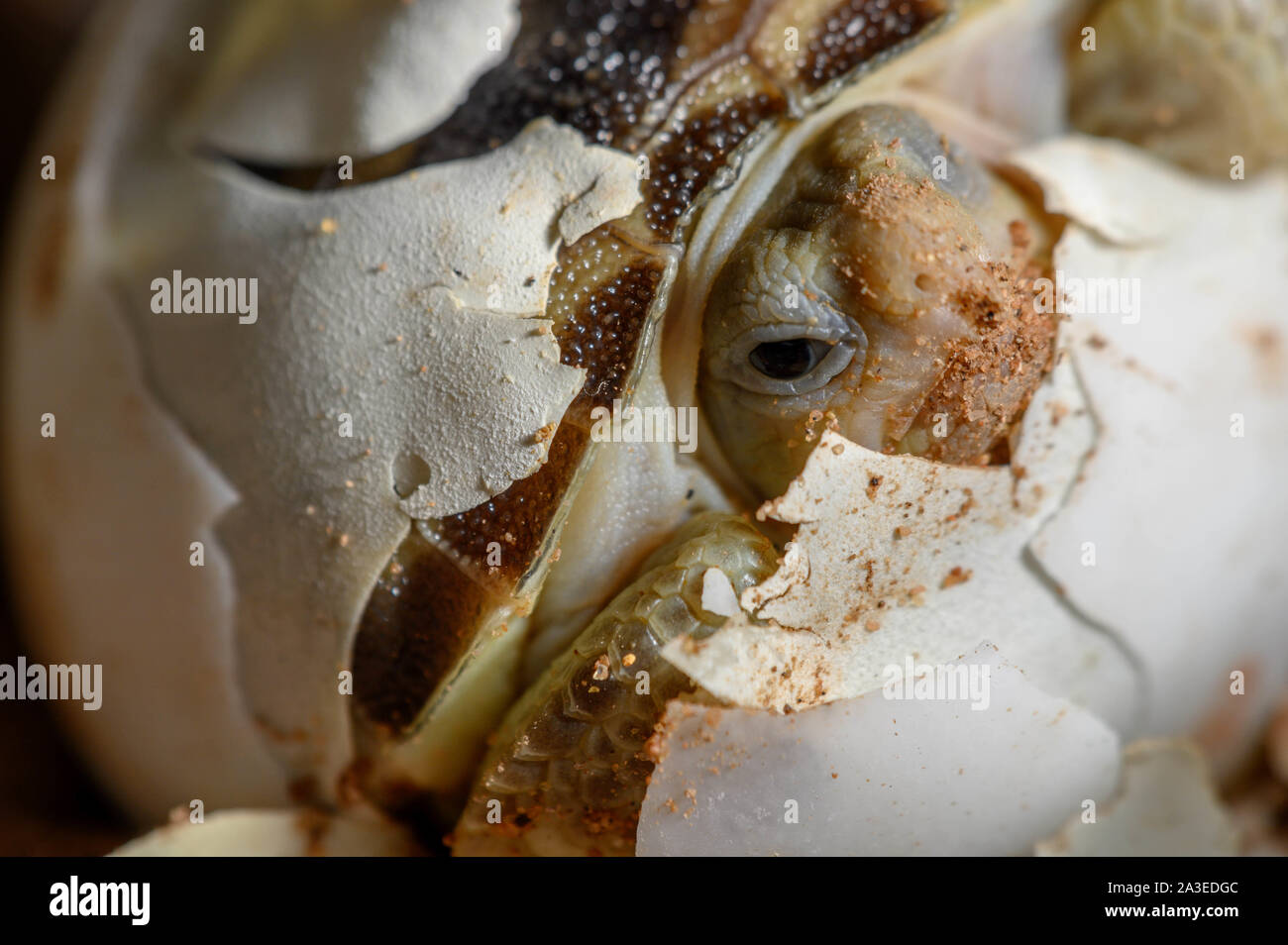 Bolson Tortoise, (Gopherus flavomarginatus), Turner Endangered Species ...