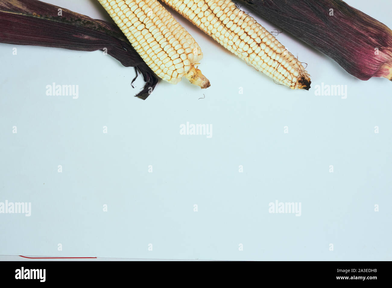 corn with plain background in light color and colored leaves Stock ...