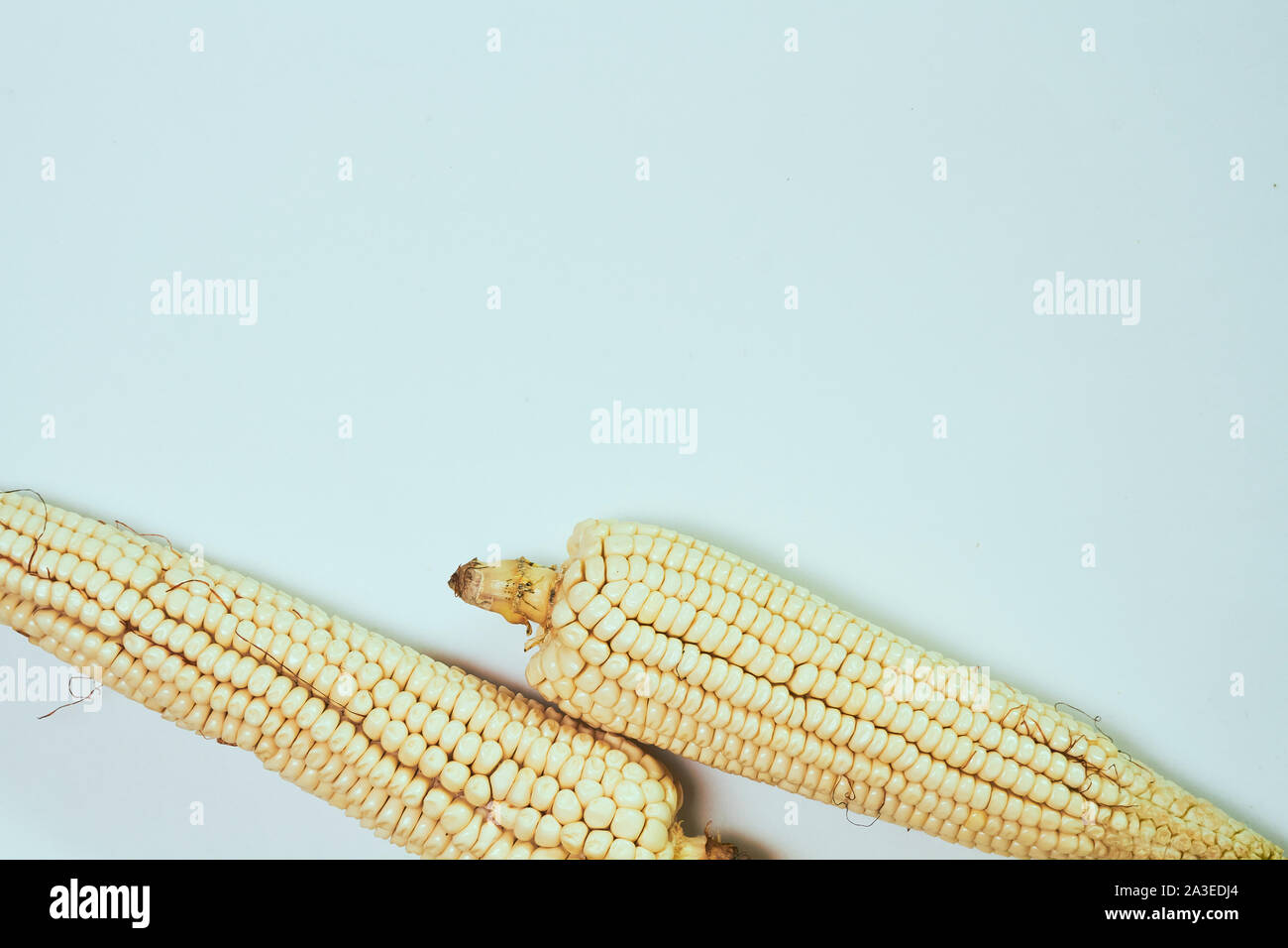 corn with plain background in light color and colored leaves Stock ...