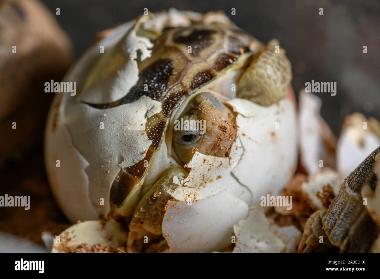 Bolson Tortoise, (Gopherus flavomarginatus), Turner Endangered Species ...