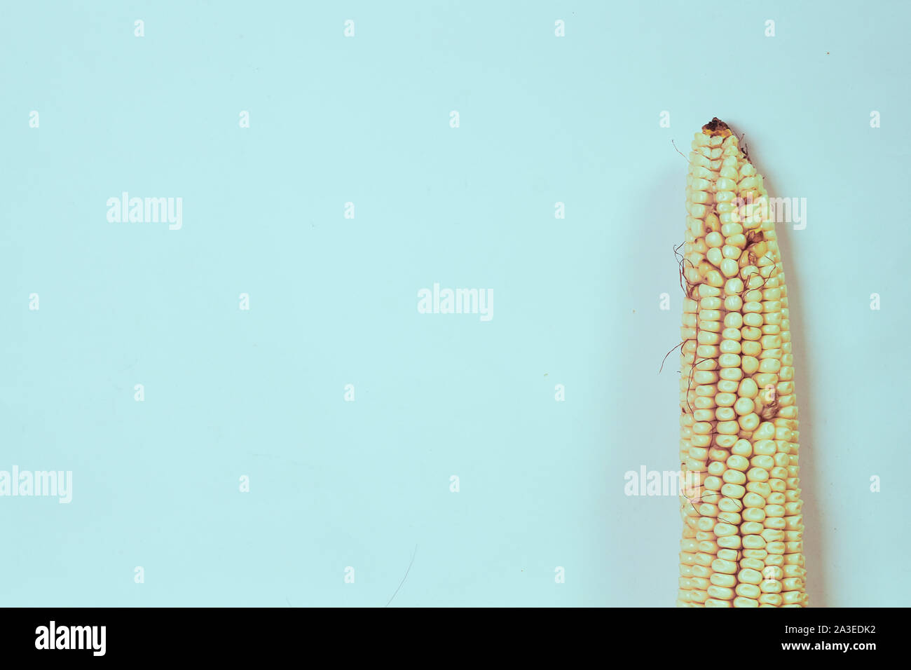 corn with plain background in light color and colored leaves Stock ...