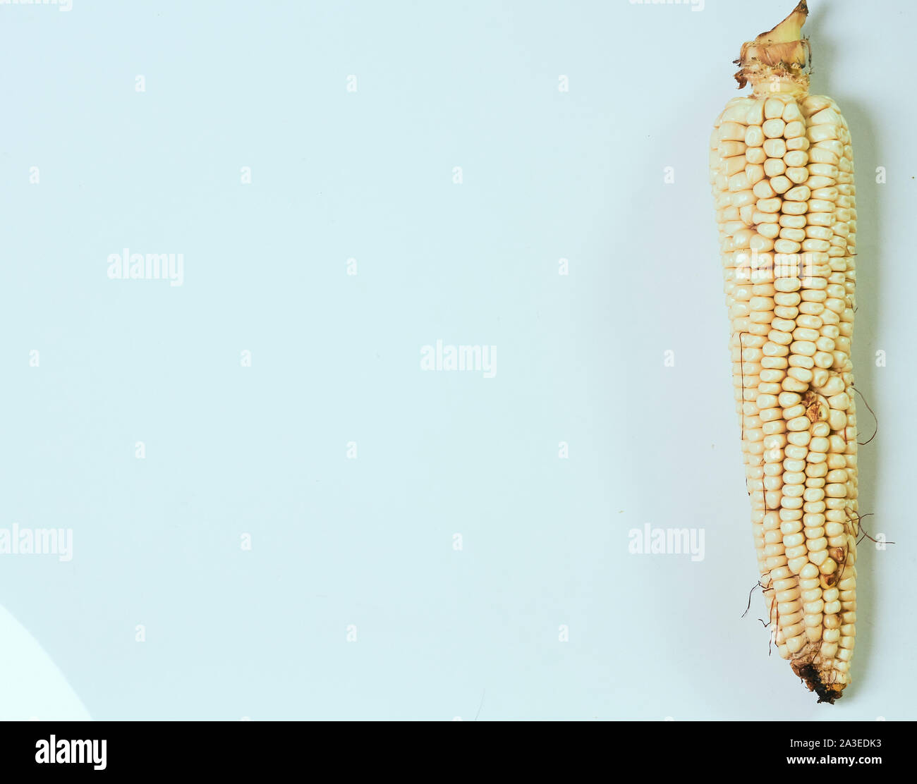 corn with plain background in light color and colored leaves Stock ...