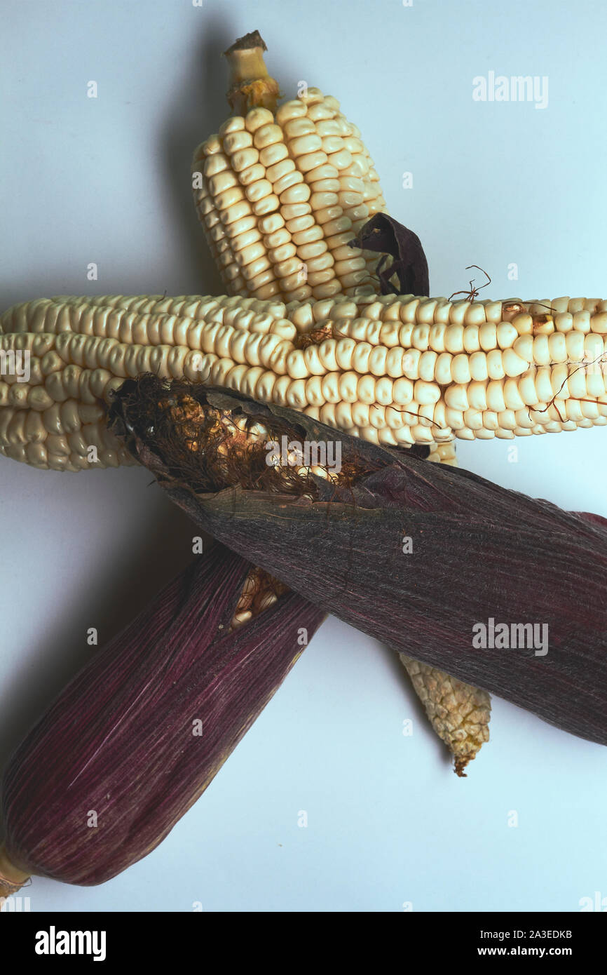 corn with plain background in light color and colored leaves Stock ...