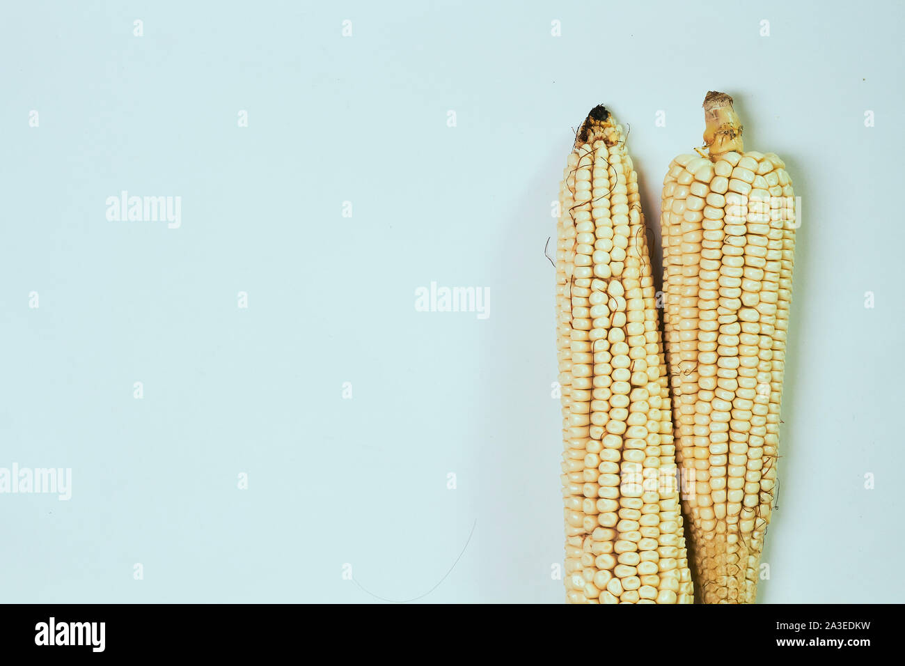 corn with plain background in light color and colored leaves Stock ...