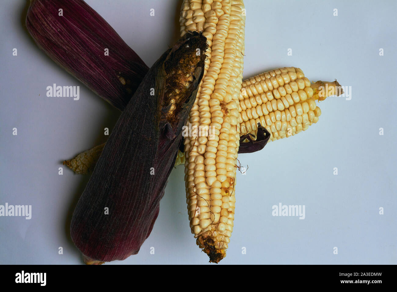 corn with plain background in light color and colored leaves Stock ...