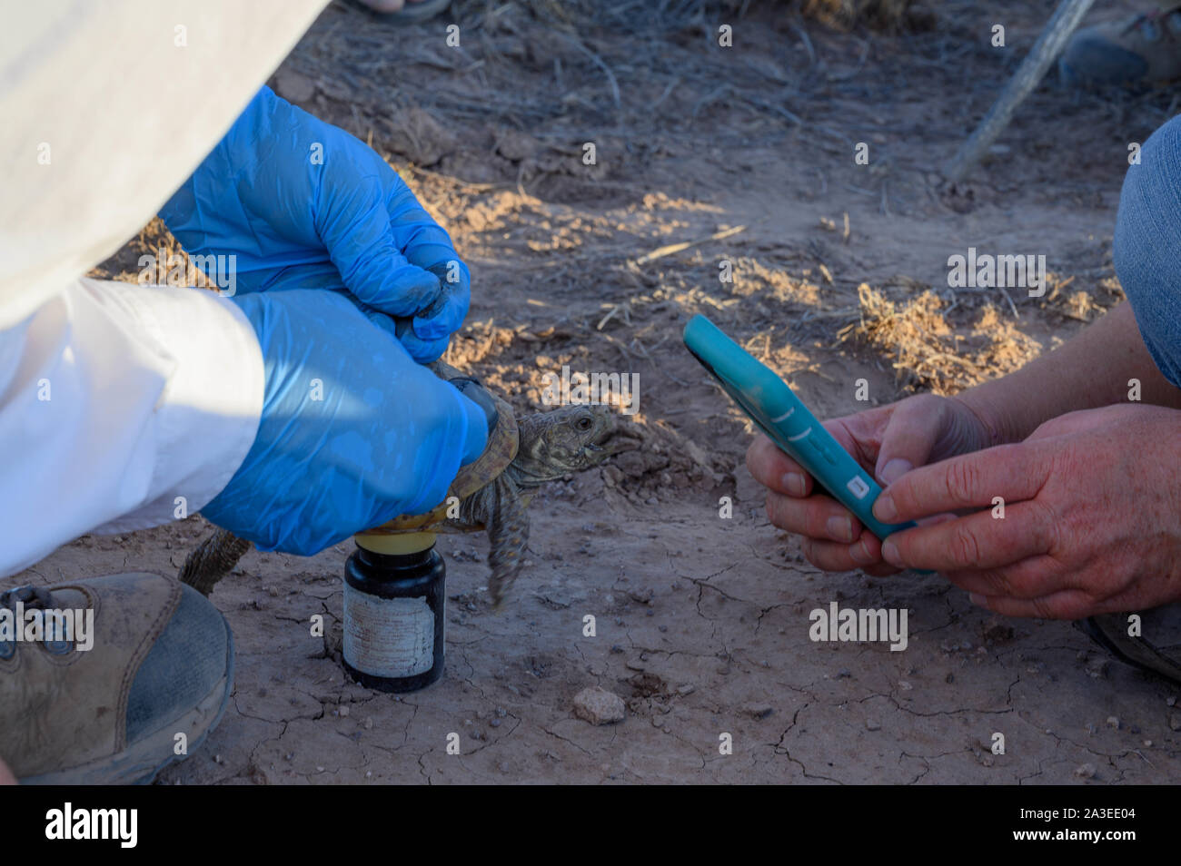 Turtle Transmitter High Resolution Stock Photography and Images - Alamy