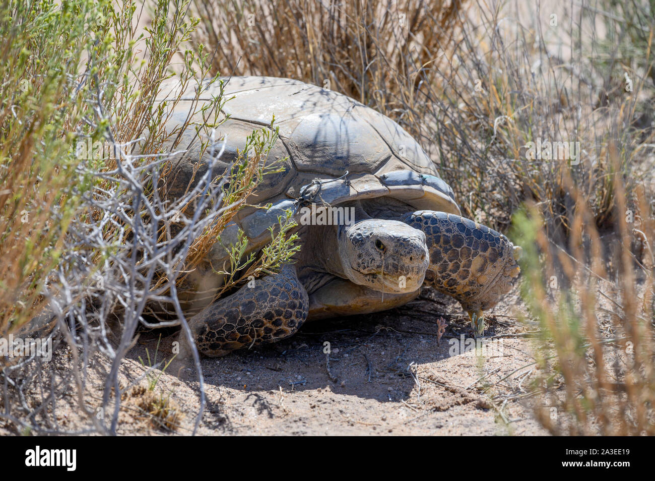 Bolson tortoise hi-res stock photography and images - Alamy