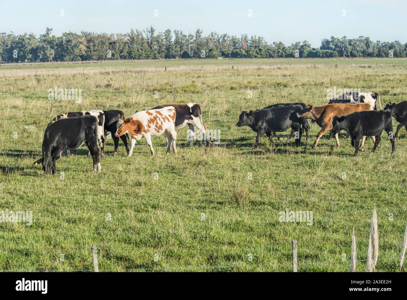 Pasture fields in Argentina Cows grazing on the pasture fields Stock ...