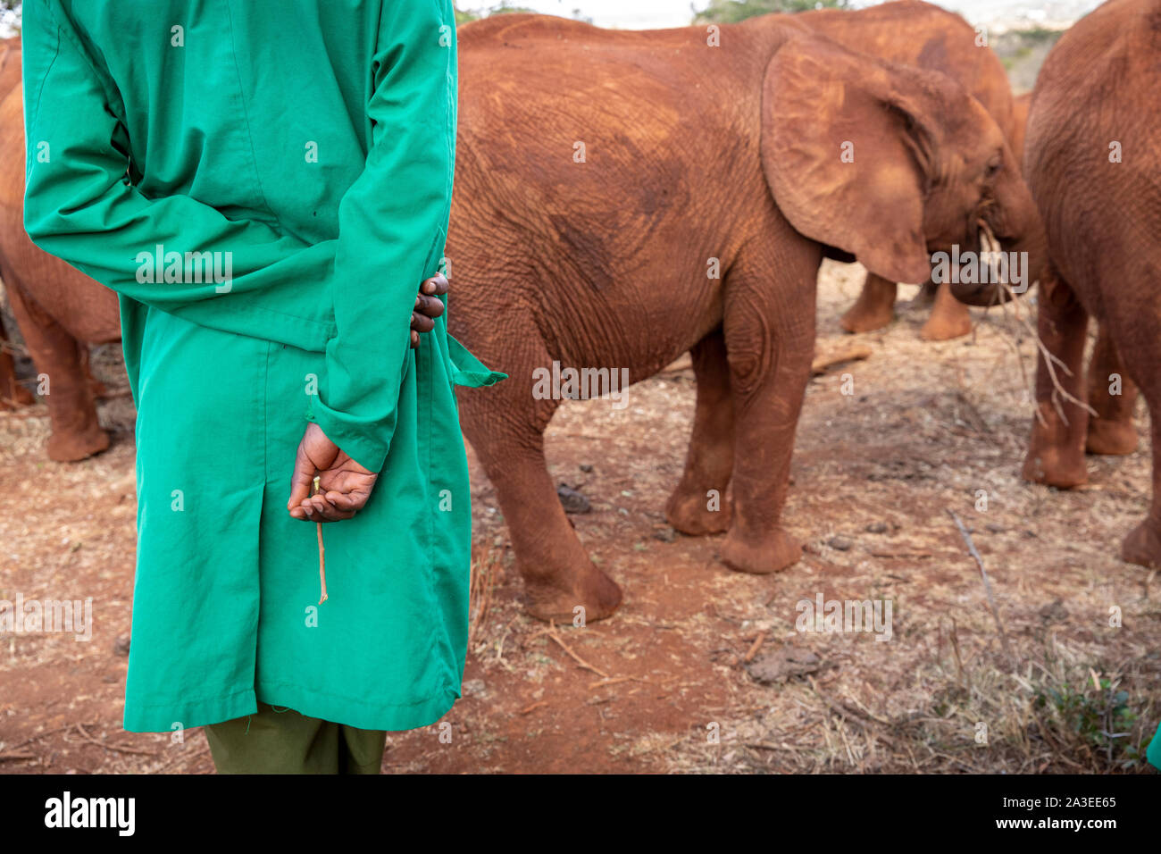 Toothbrush tree hi-res stock photography and images - Alamy