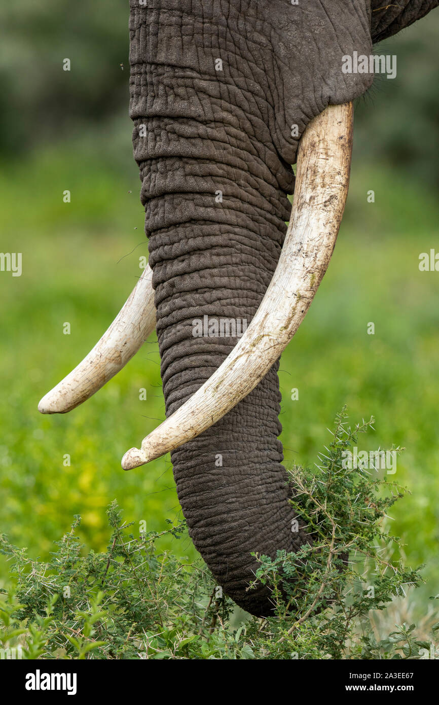 Ivory tusks hi-res stock photography and images - Alamy