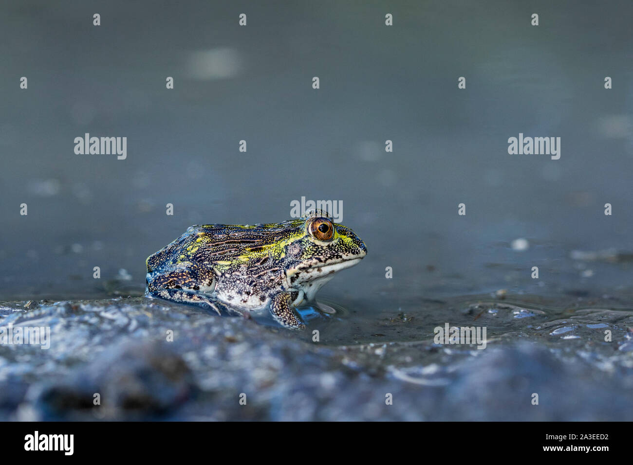 Africa, Botswana, Nxai Pan National Park, Young African Bullfrog ...