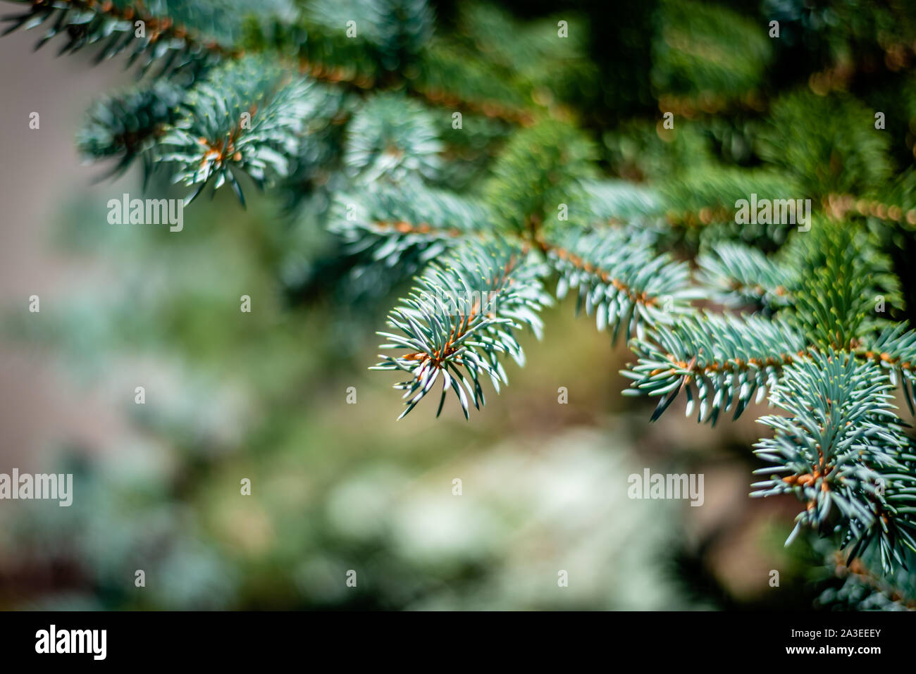 The pine tree branch close-up Stock Photo - Alamy