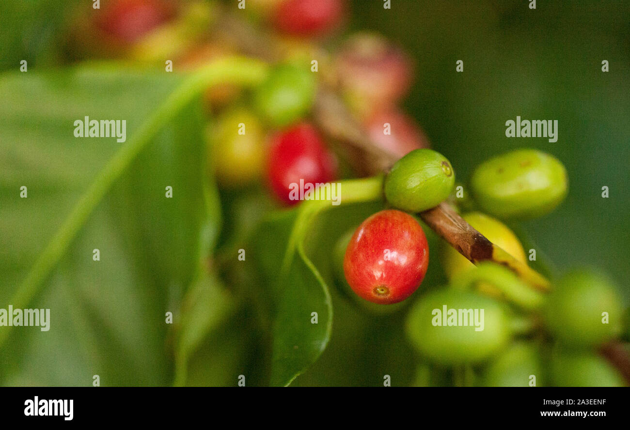 Coffee bean Coffea arabica ‘Caturra’ grows in southern Florida Stock ...