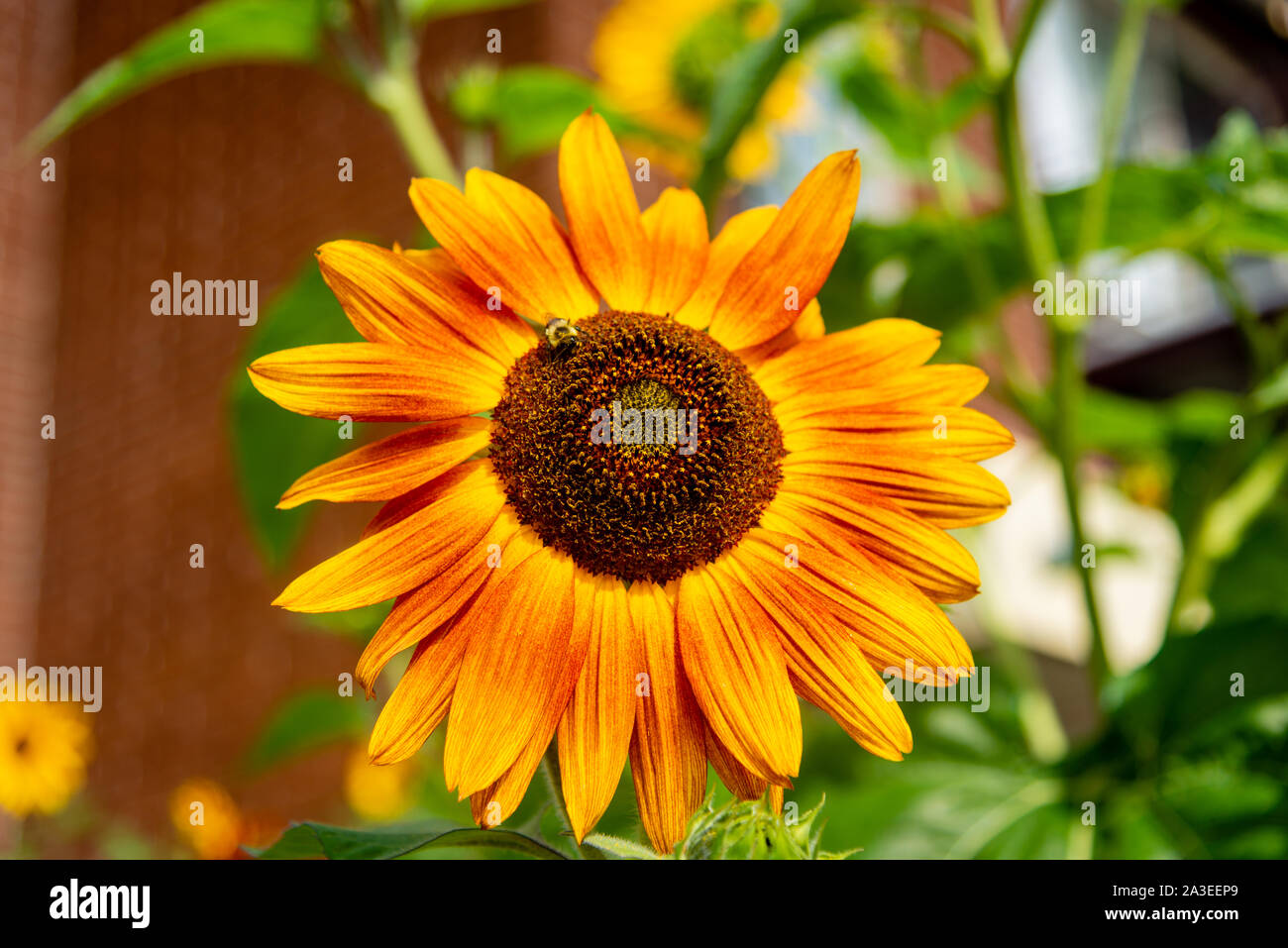 Isolated sunflowers in the garden, close-up Stock Photo - Alamy