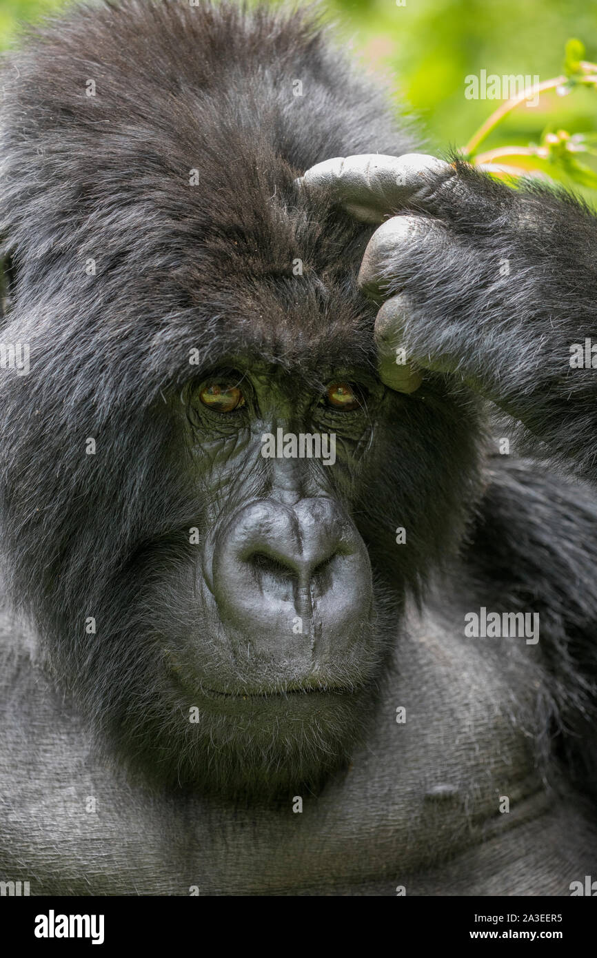 Scratching forehead hi-res stock photography and images - Alamy
