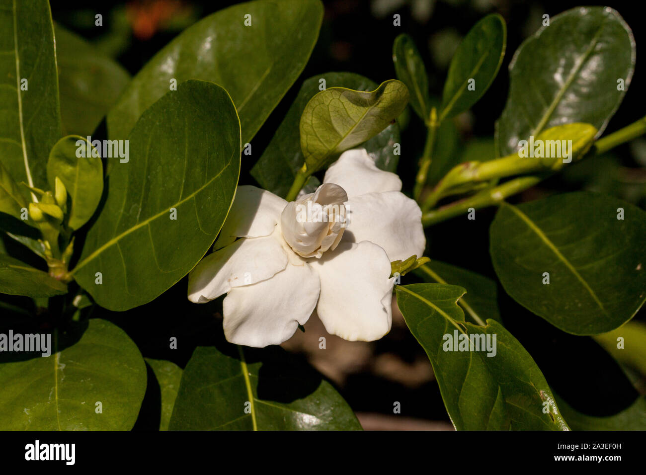 Monrovias white gardenia hi-res stock photography and images - Alamy