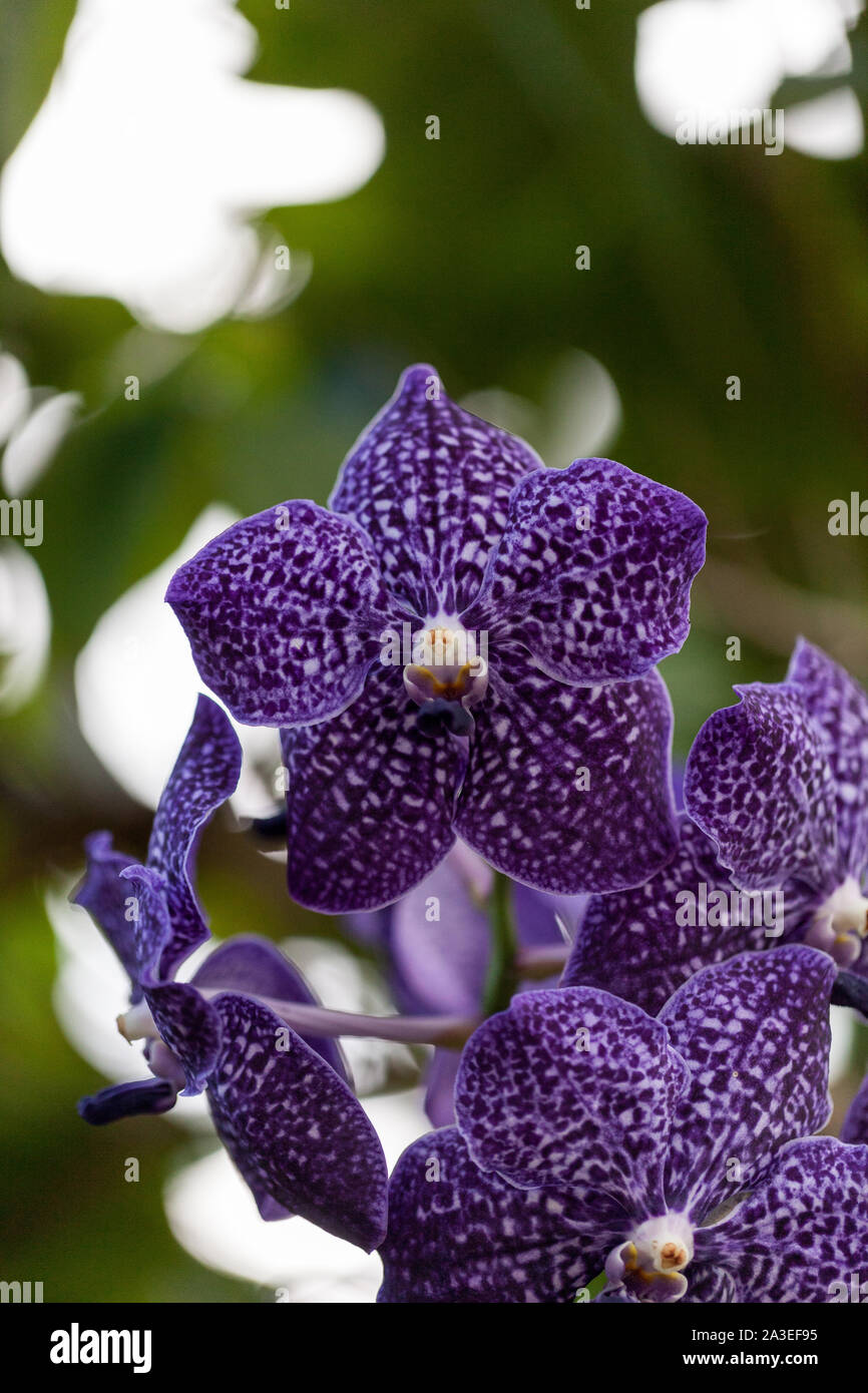 Purple spotted aranda orchid flower Vandaceous hybrid blooms in a ...
