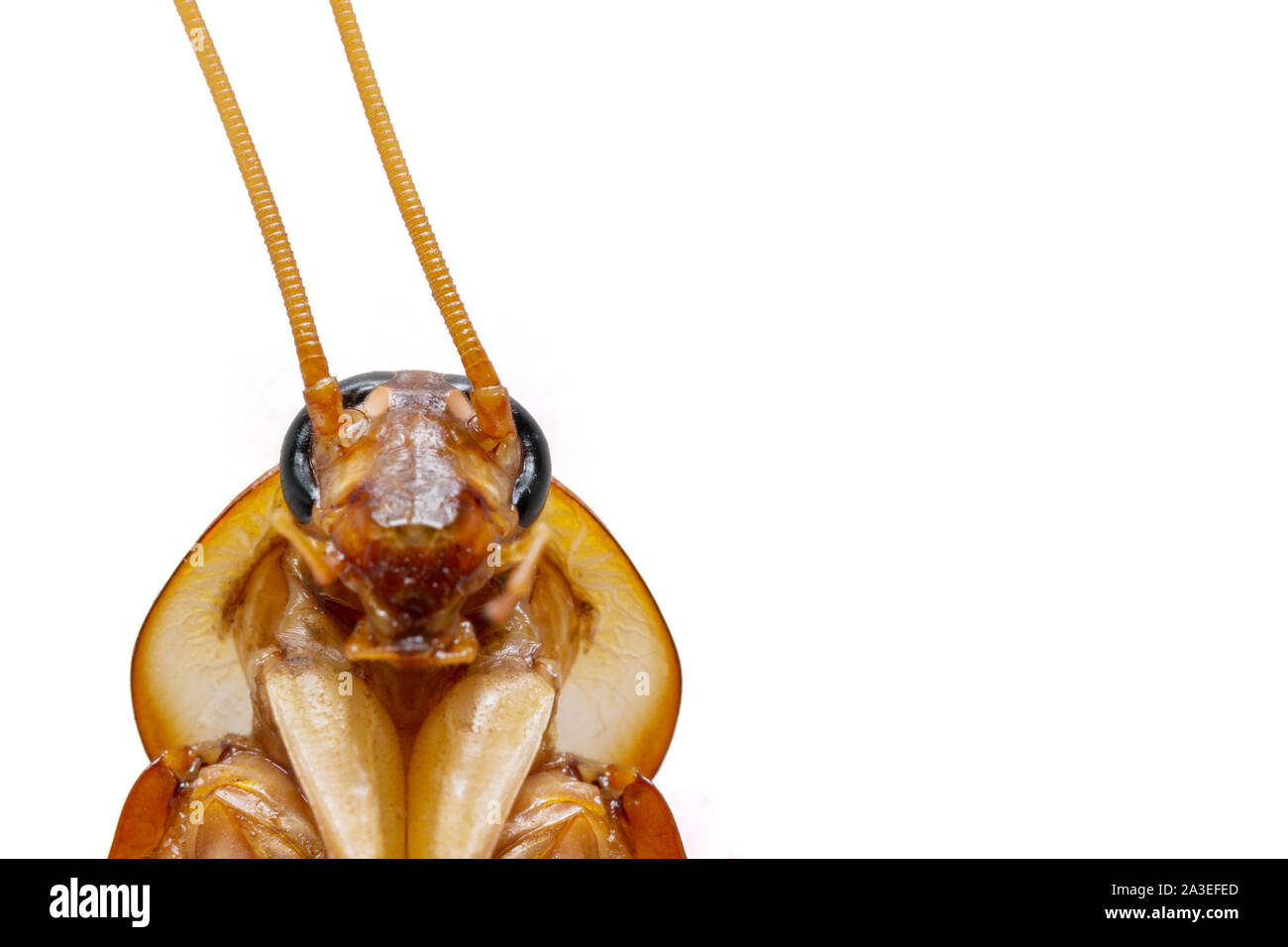 Cockroach isolated on white background Stock Photo - Alamy