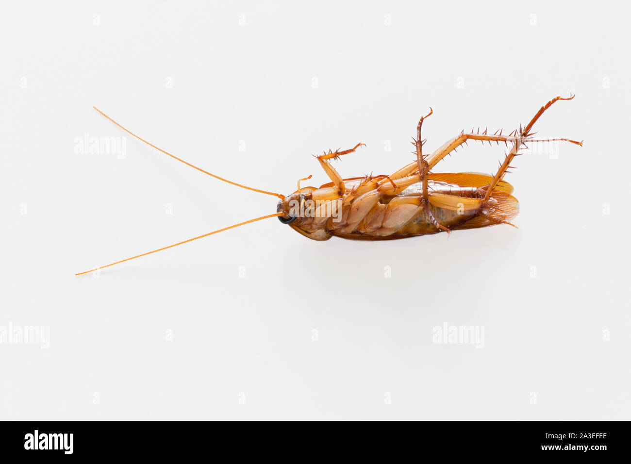 Cockroach isolated on white background Stock Photo - Alamy