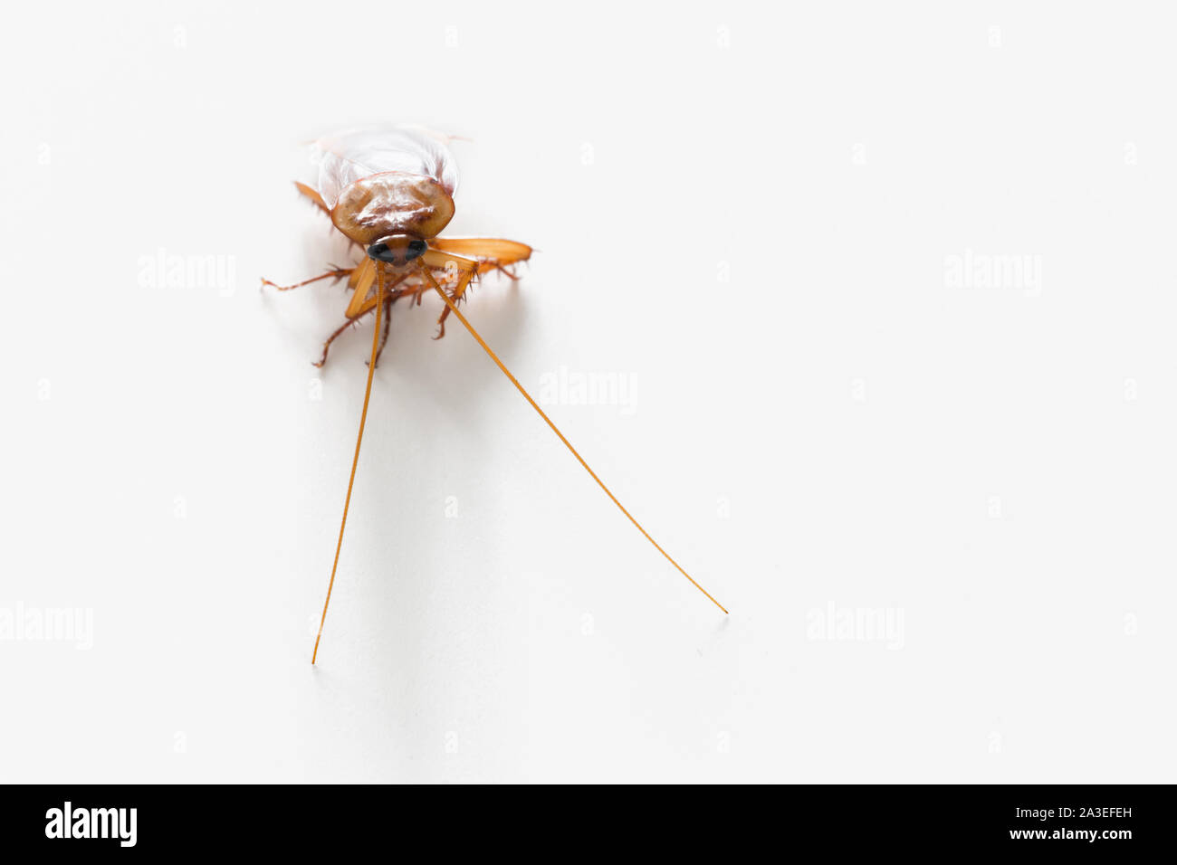 Cockroach isolated on white background Stock Photo - Alamy