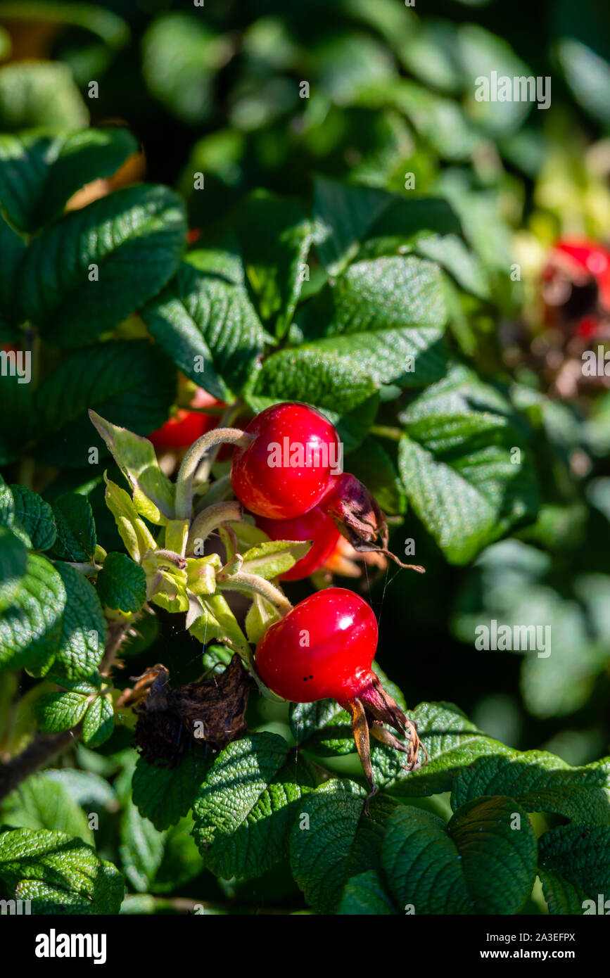Rose Hip Fruits High Resolution Stock Photography and Images - Alamy