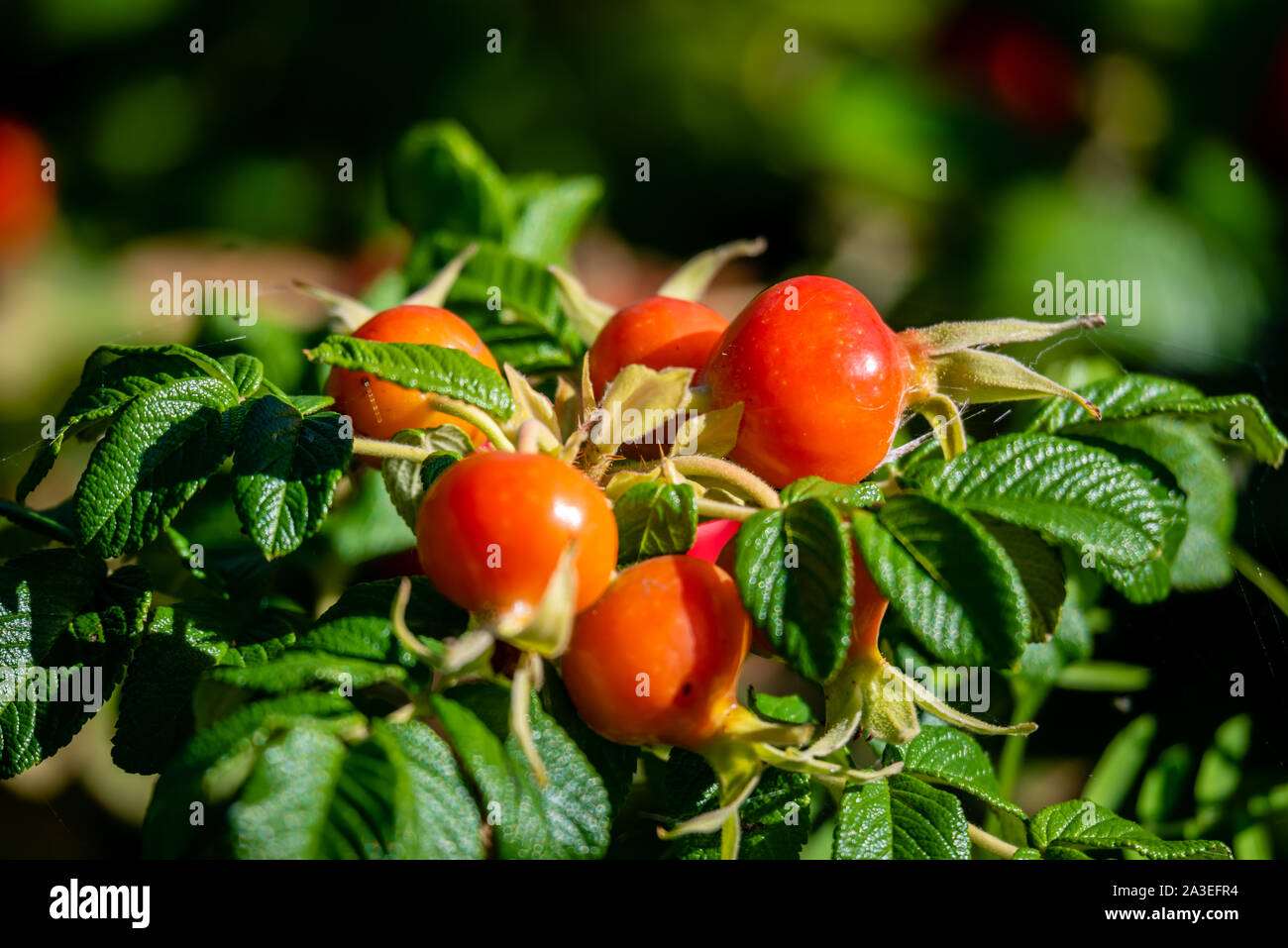 Rose Hip Fruits High Resolution Stock Photography and Images - Alamy