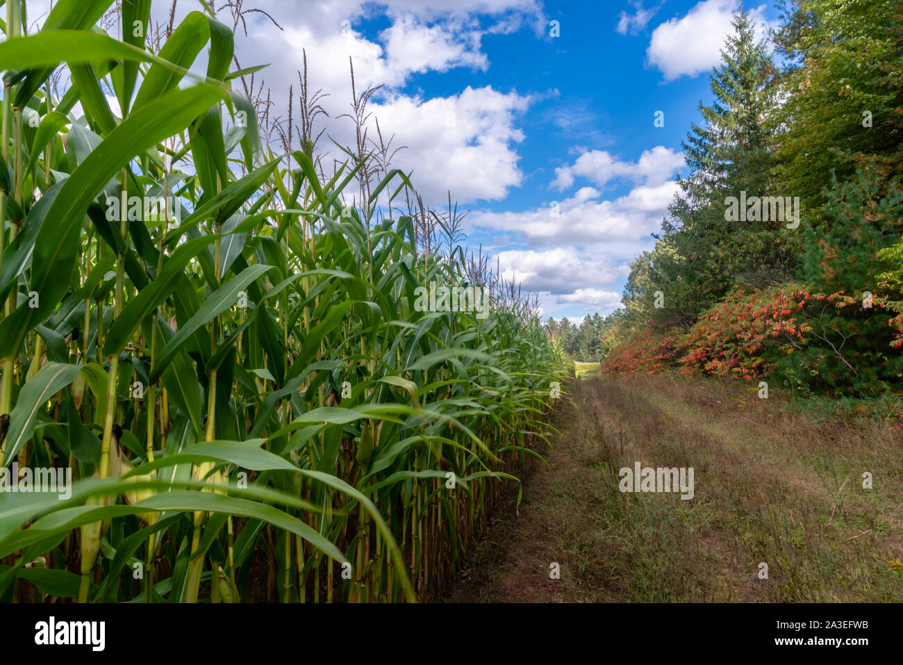 Fields of sweet corn hi-res stock photography and images - Alamy