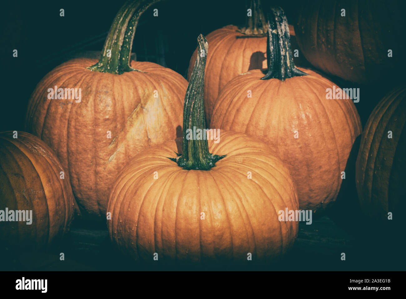 Large group of pumpkins hi-res stock photography and images - Alamy
