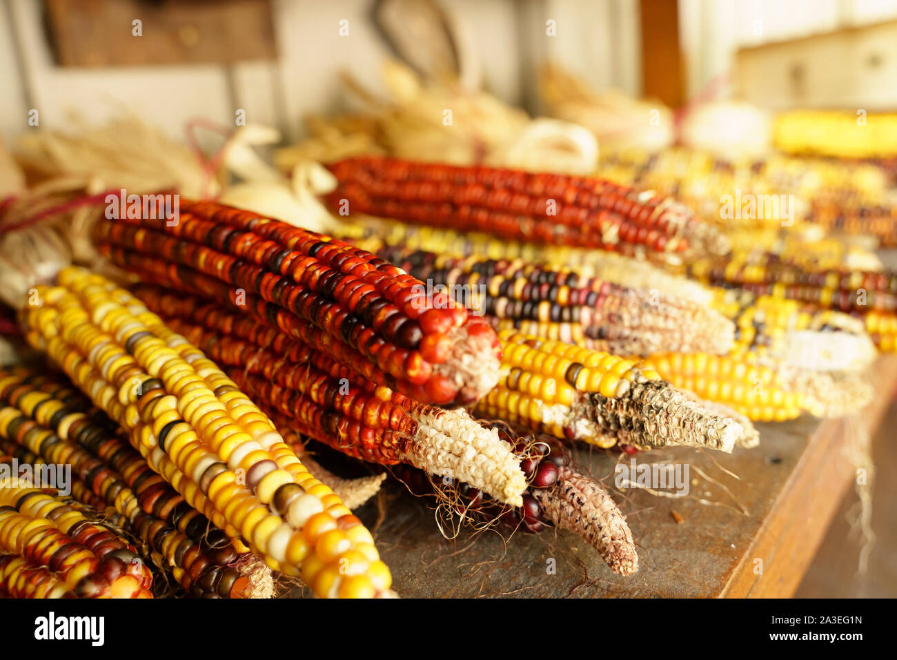 Native corn plant hi-res stock photography and images - Alamy