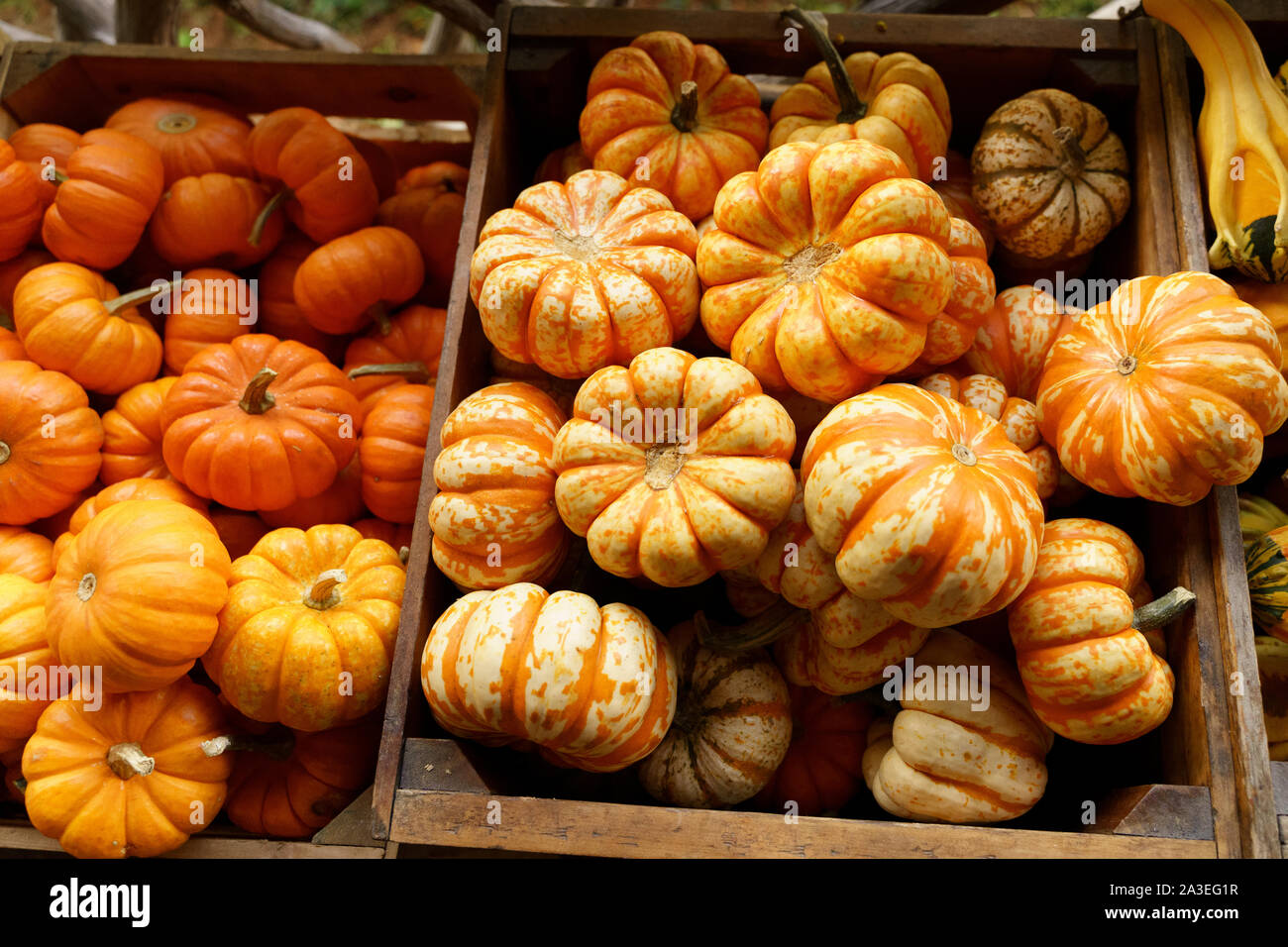 Small yellow and orange fall pumpkins on display at a farmers market ...