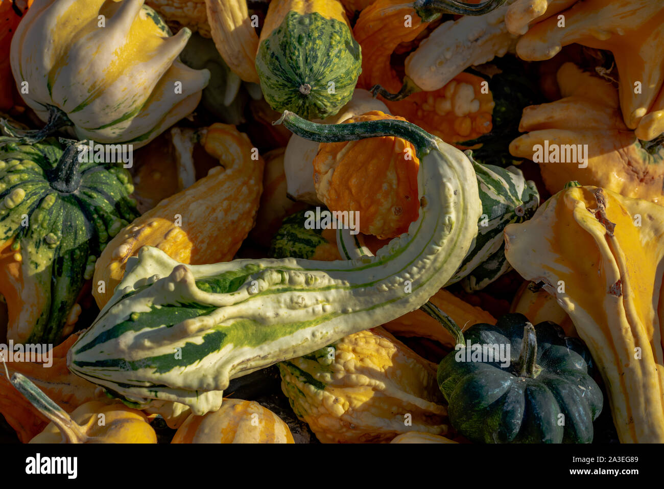 Halloween celebration different decoration hi-res stock photography and ...