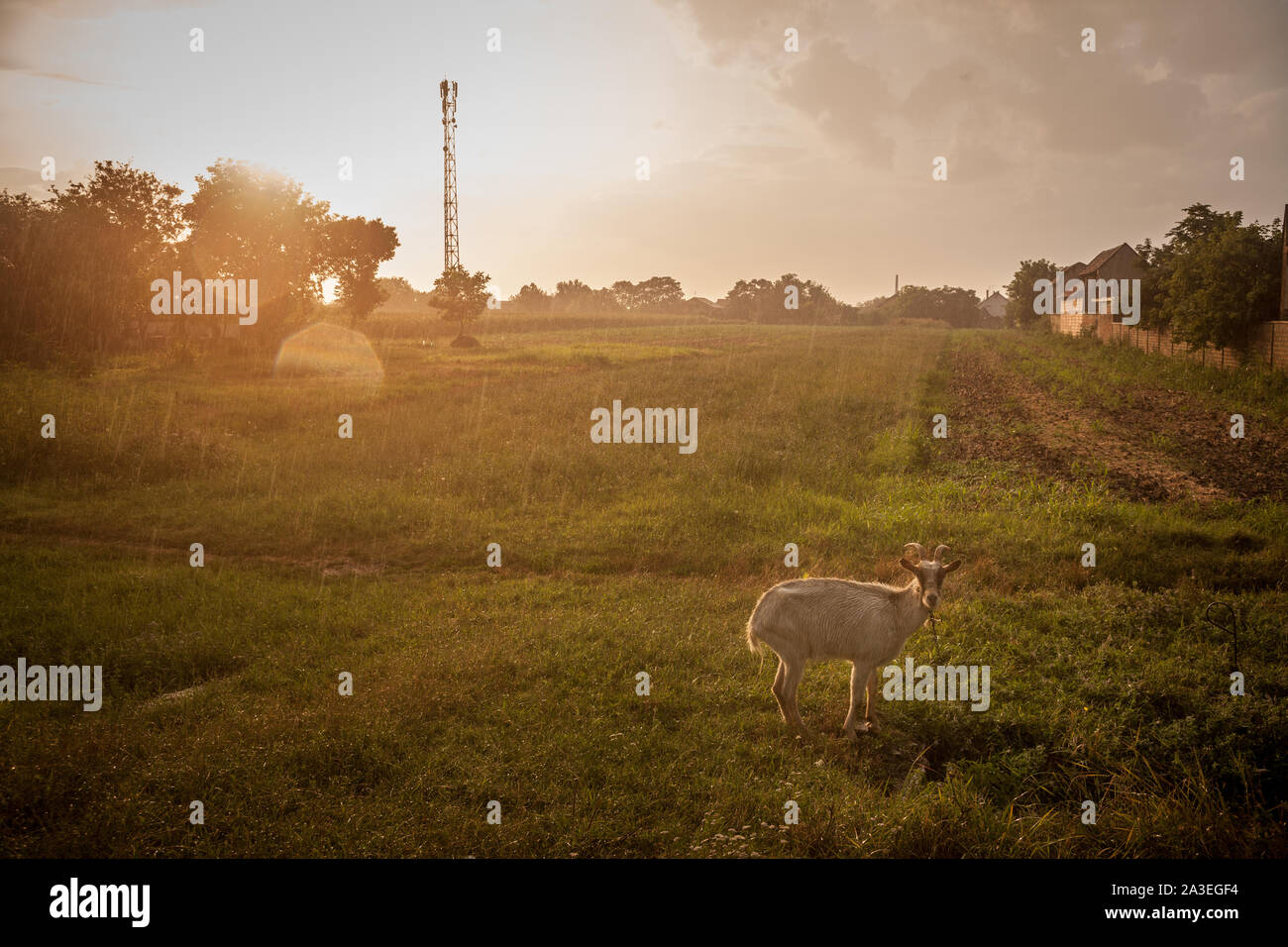 Goat at sunset hi-res stock photography and images - Alamy