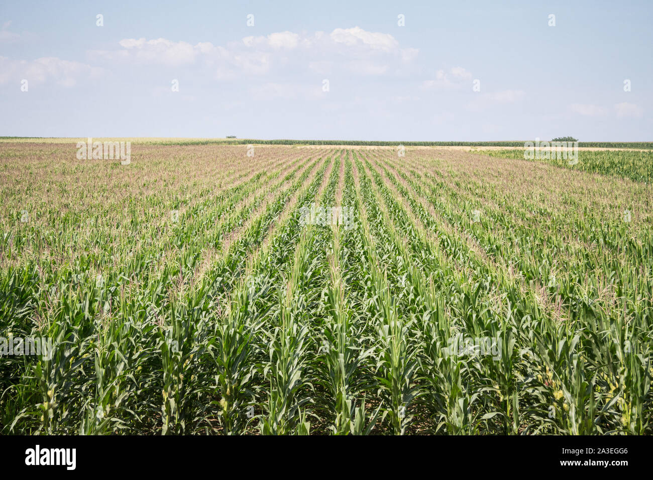 Corn mo hi-res stock photography and images - Alamy