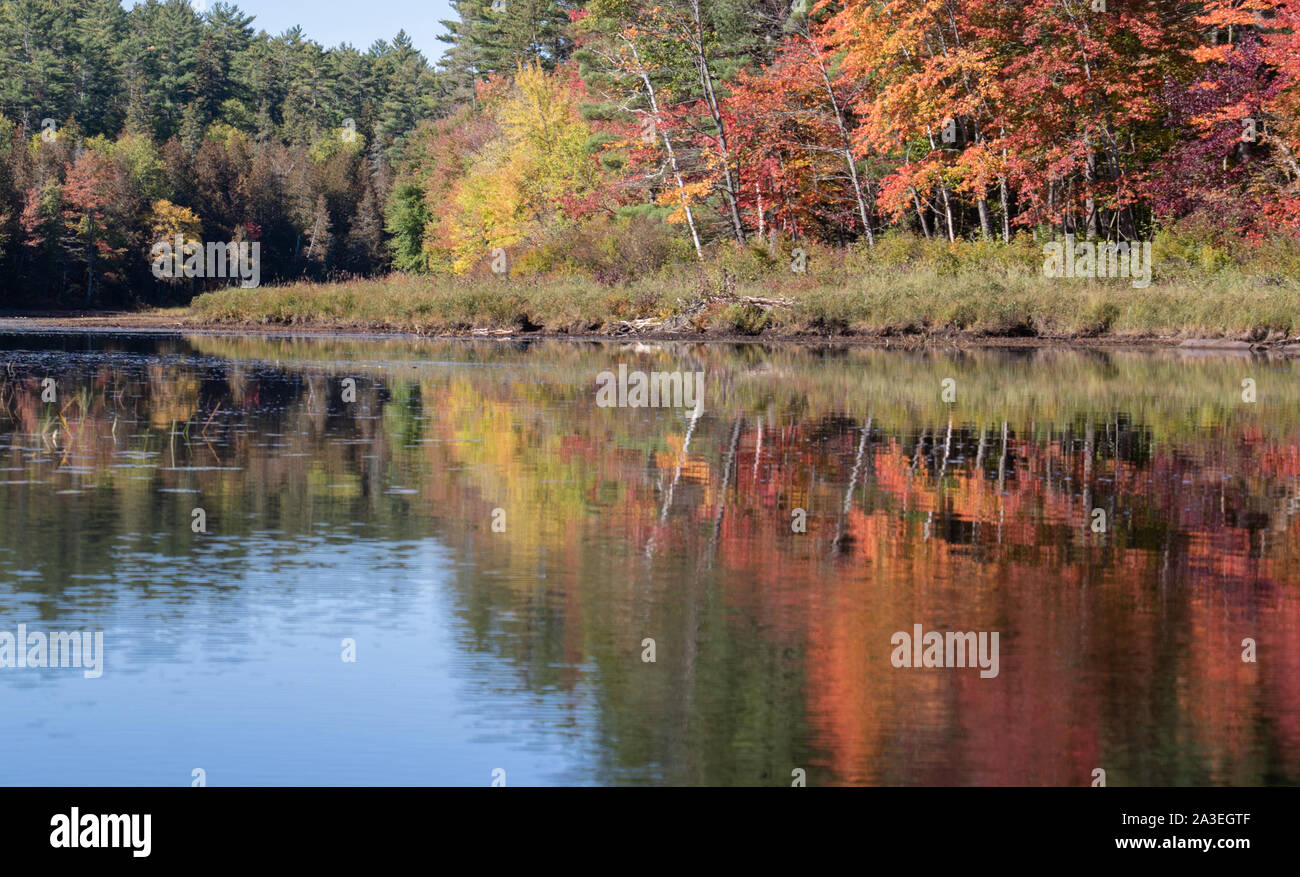 Autumn foliage representing the beauty of diversity in nature Stock ...