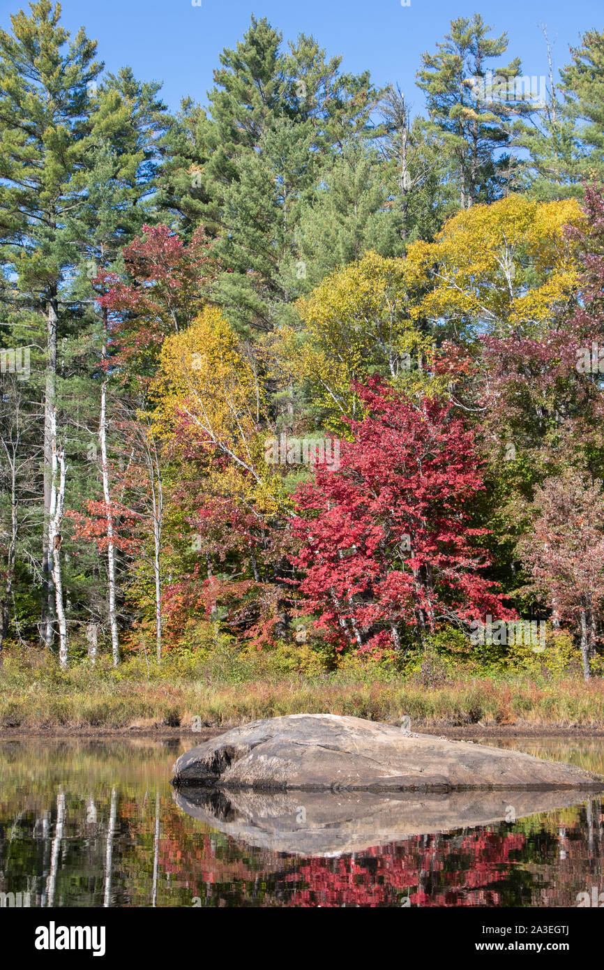 Autumn foliage representing the beauty of diversity in nature Stock ...
