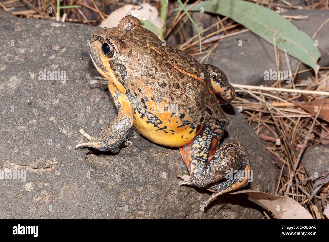 Pobblebonk frog hi-res stock photography and images - Alamy