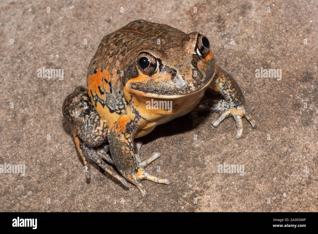 Scarlet sided banjo frog hi-res stock photography and images - Alamy