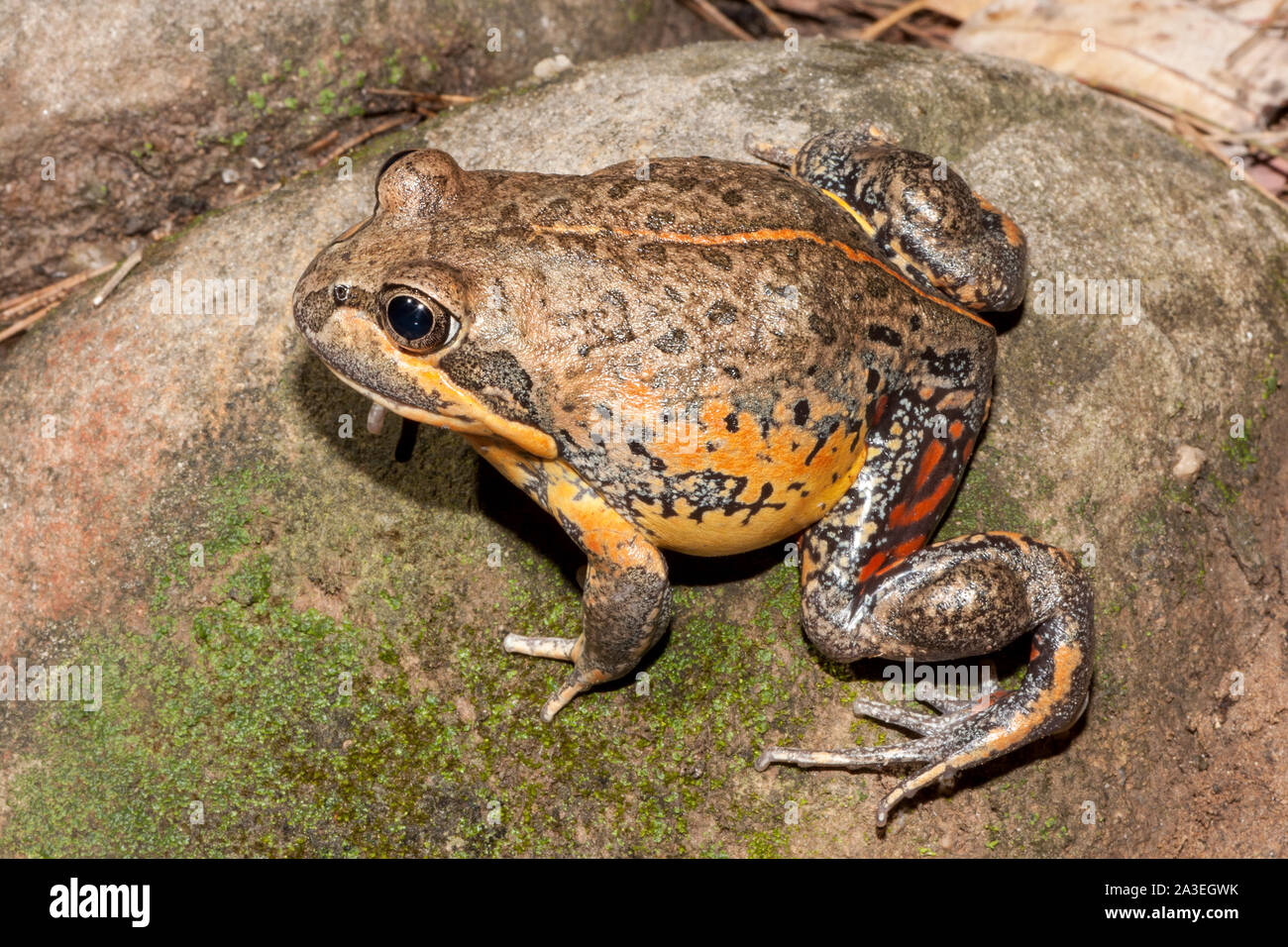 Scarlet sided banjo frog hi-res stock photography and images - Alamy