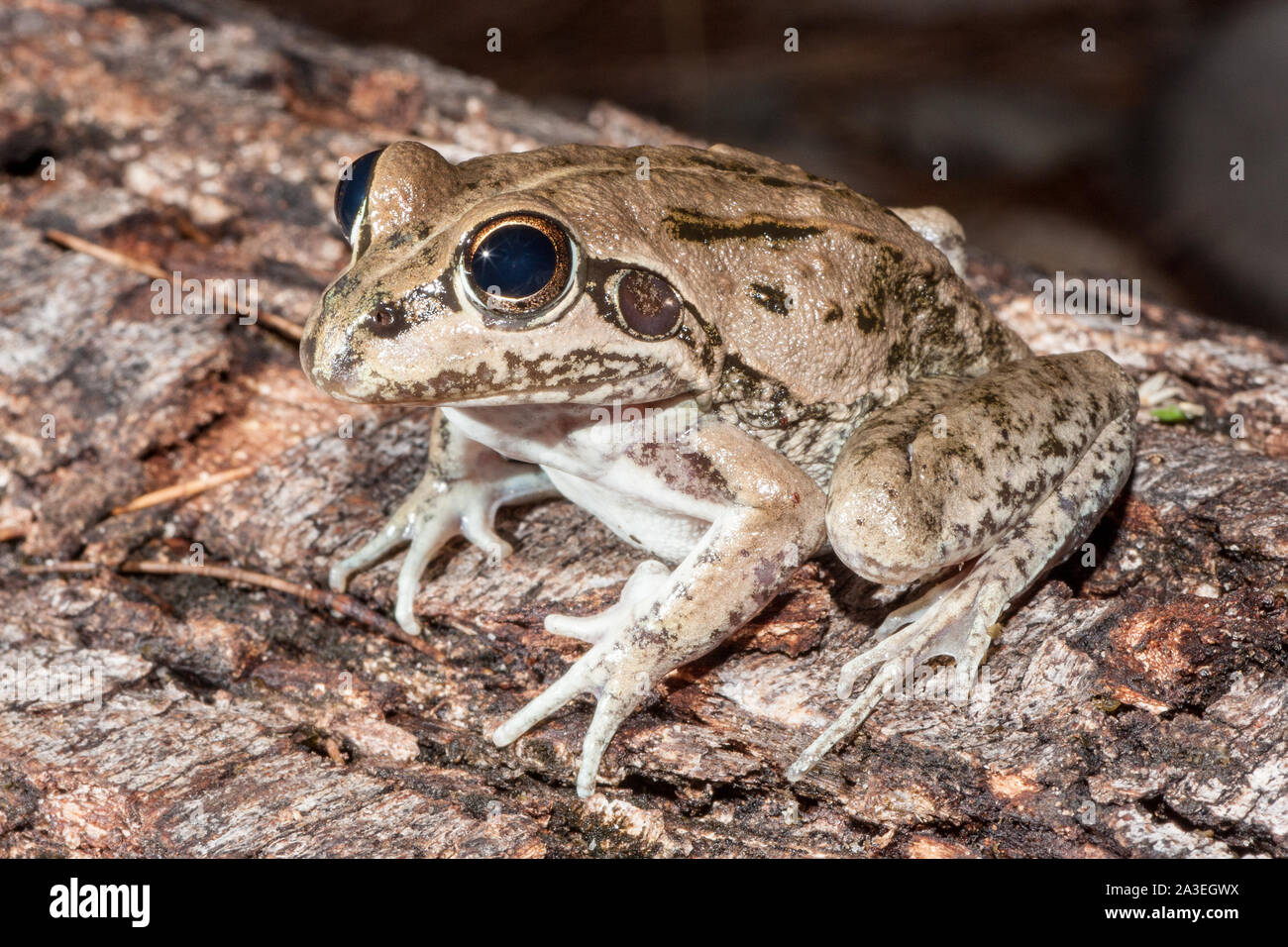 Striped Burrowing Frog Stock Photo - Alamy