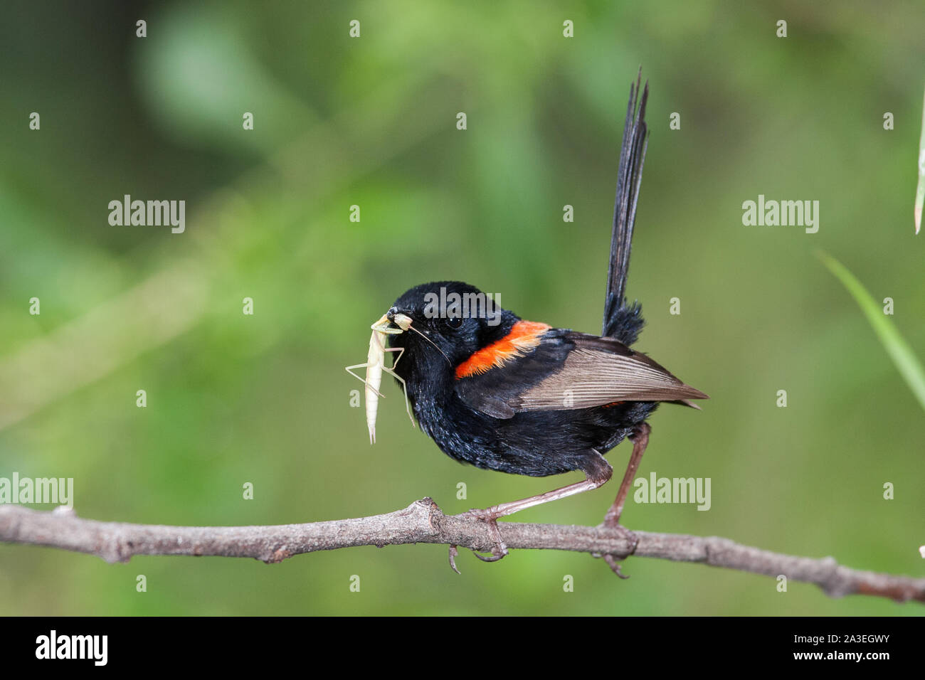 Red Backed Fairy Wren High Resolution Stock Photography and Images - Alamy
