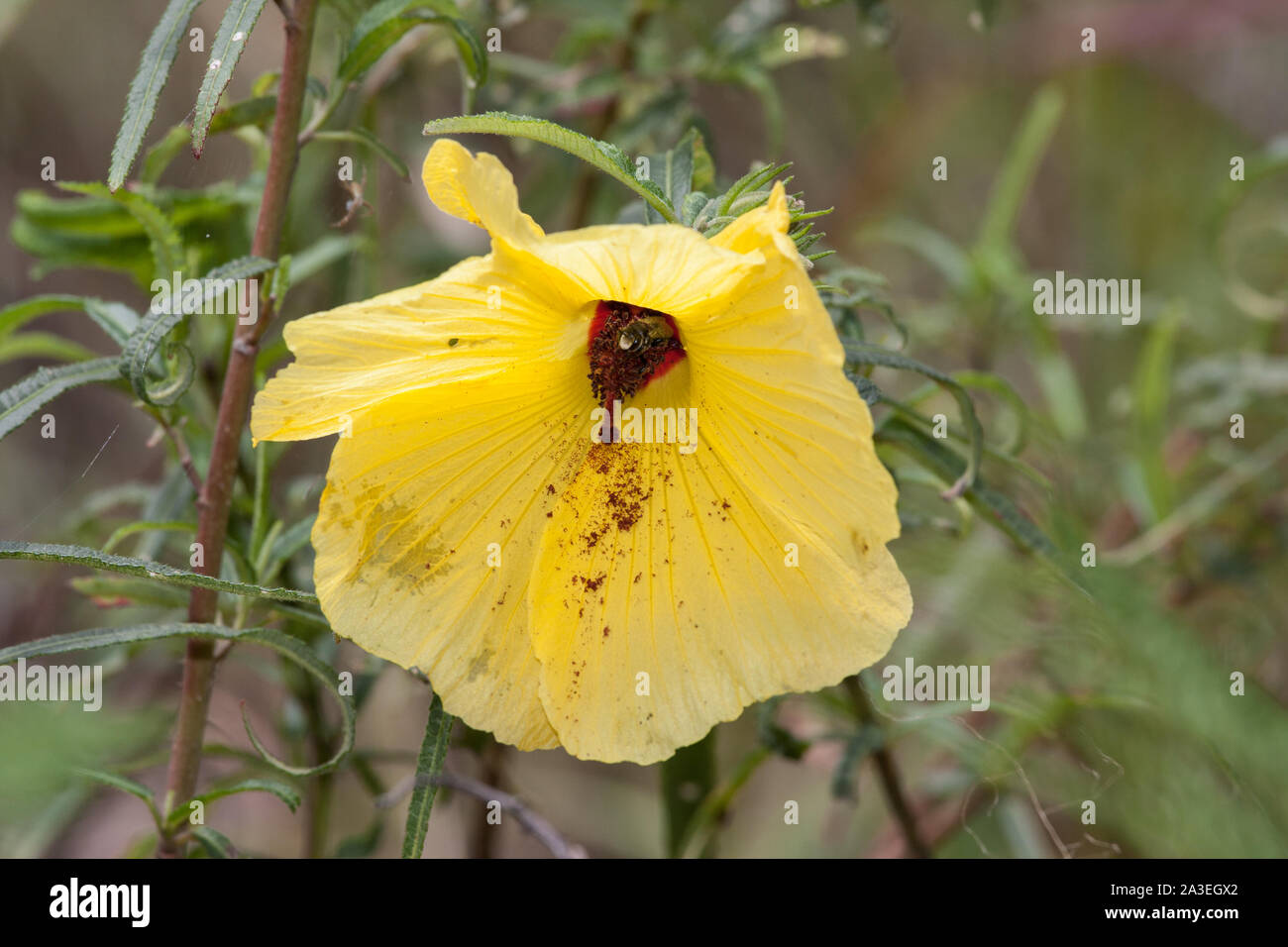 Australian native hibiscus hi-res stock photography and images - Alamy
