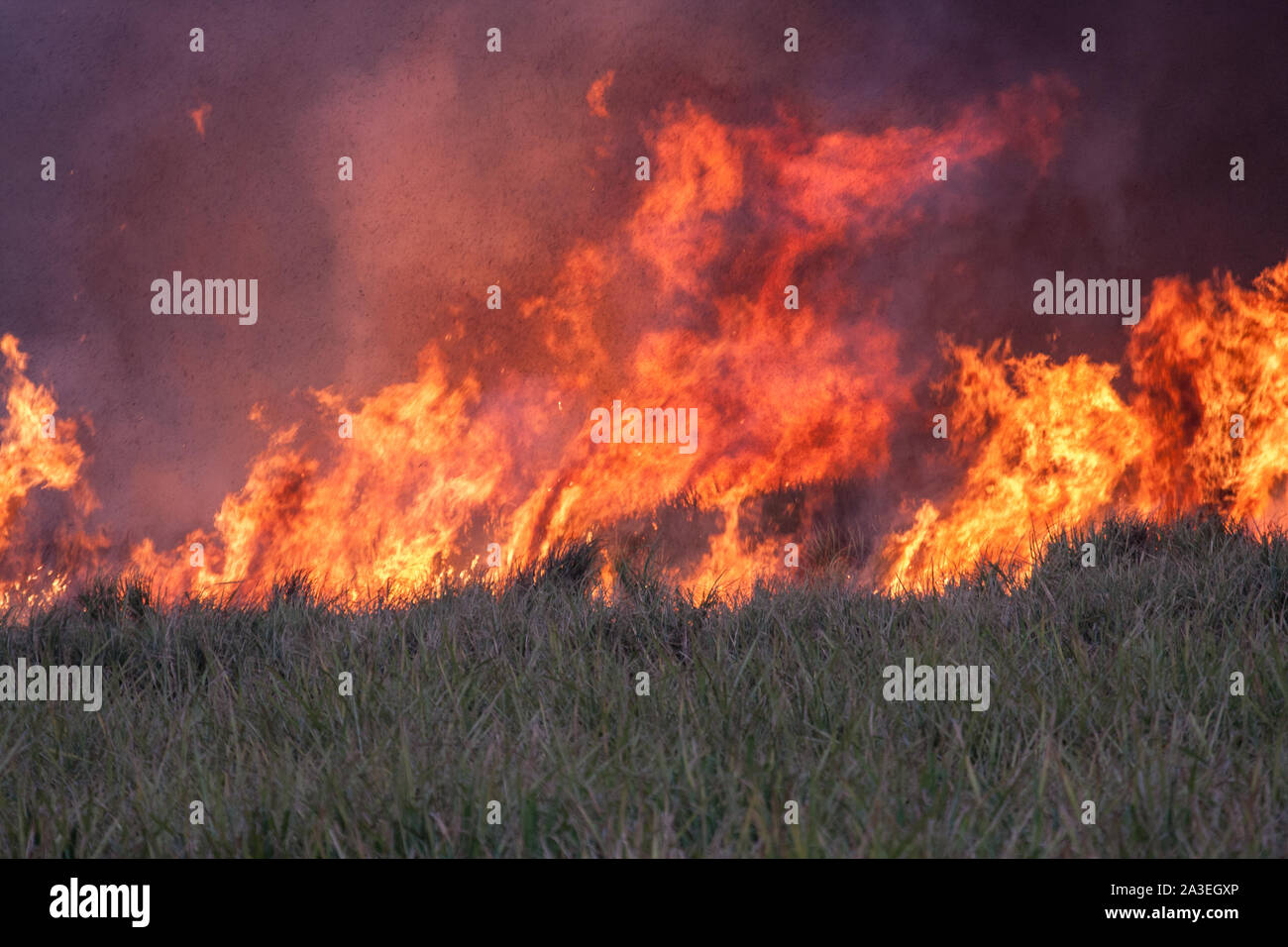 Sugar Cane crop on fire Stock Photo - Alamy