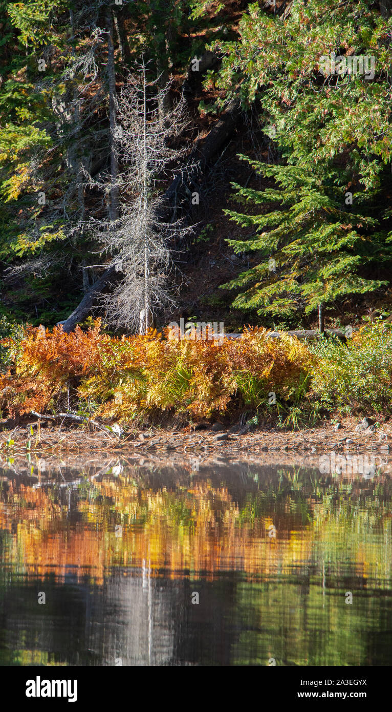 Beautiful textures and colours on the Barron River in Algonquin Park in ...