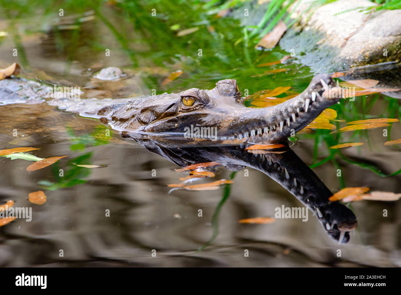 Tomistoma hi-res stock photography and images - Alamy