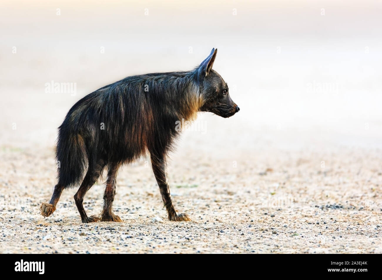 Single Brown hyena side view walking in the Kgalagadi desert. Hyaena ...