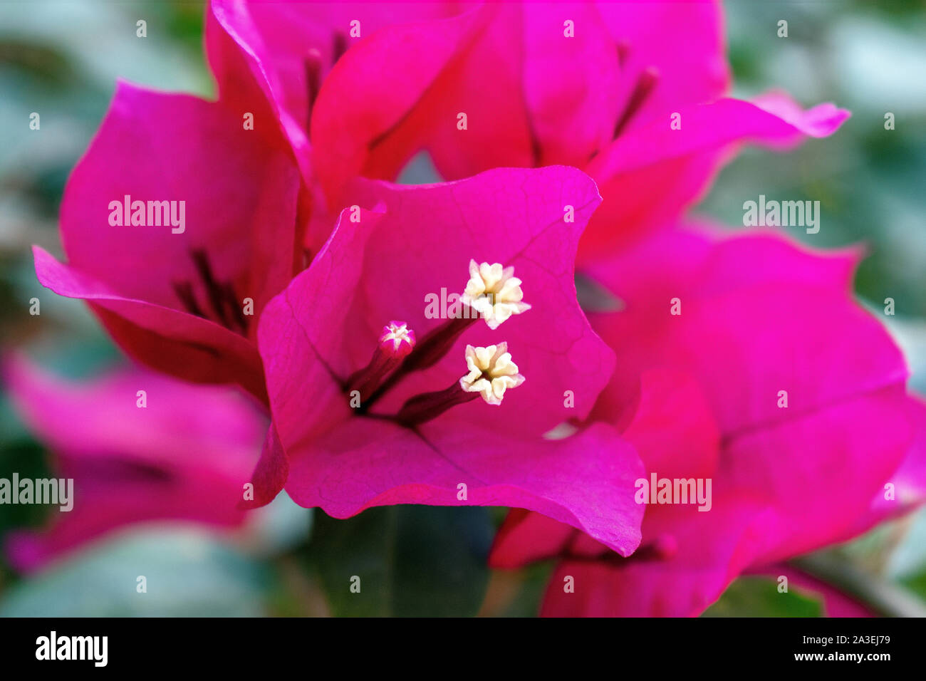 beautiful purple flower bugambilia isolated green blur background Stock ...