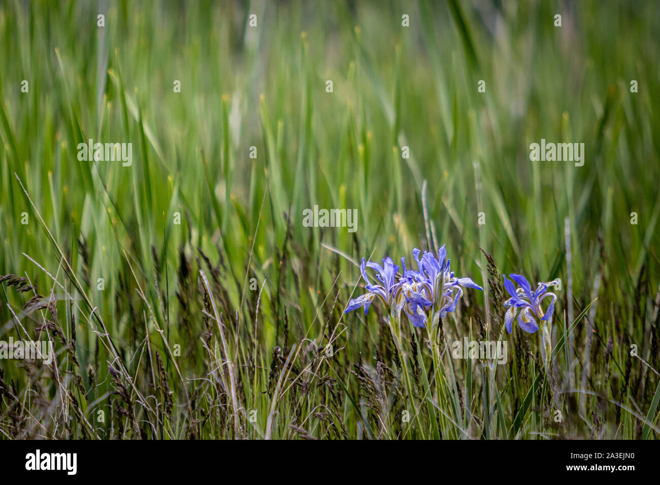 A group of wild irises brighten a corner of the Big Spring ...